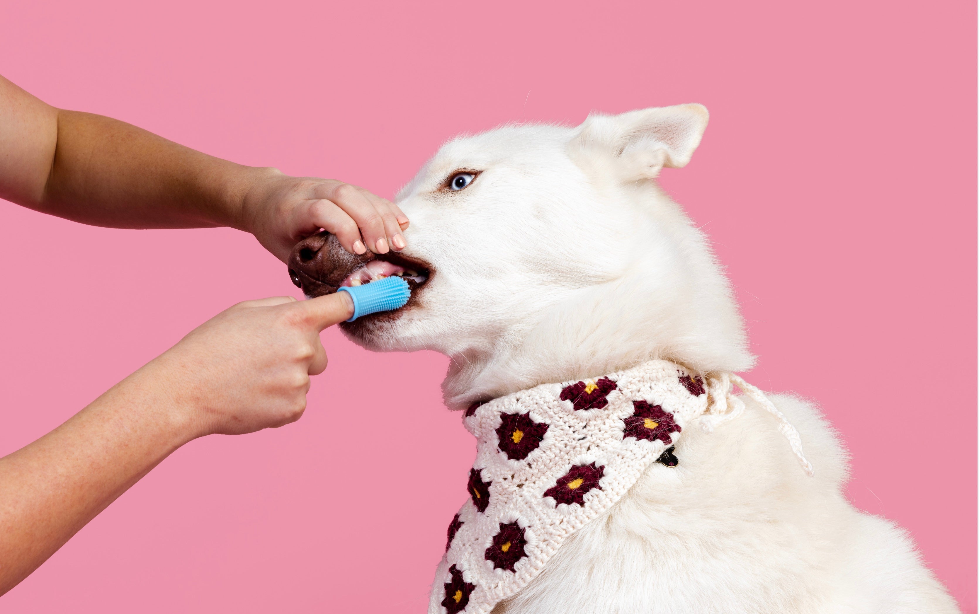 Jasper® | Oral Wellness for Pets – Jasper Pets