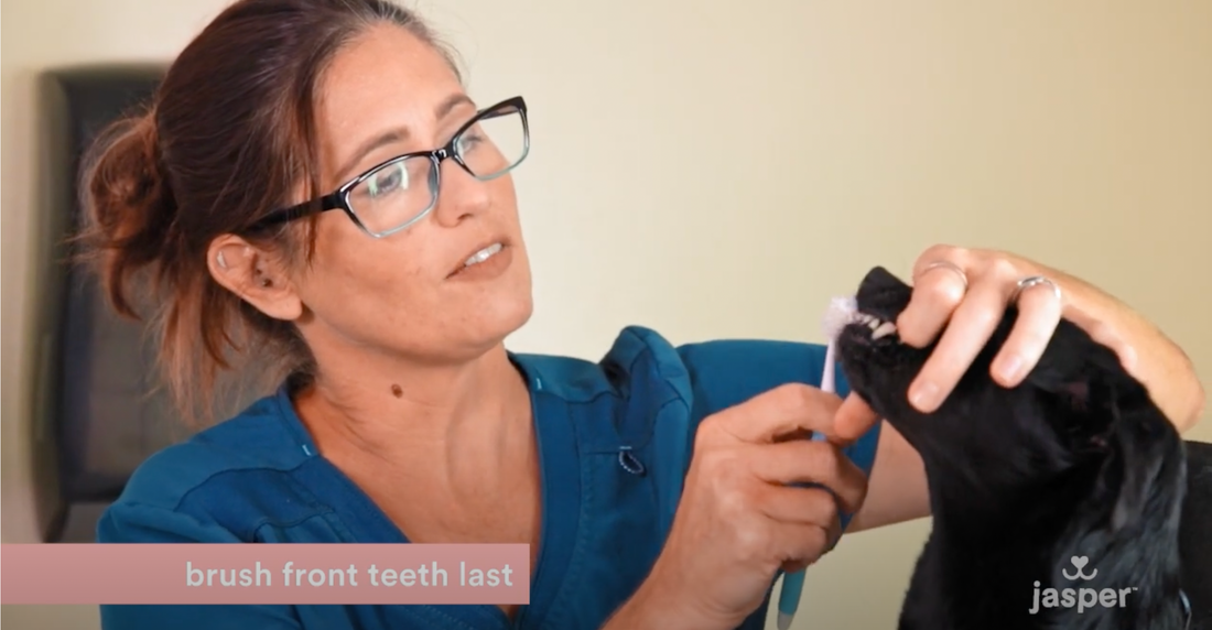 Tutorials – Jasper Pets